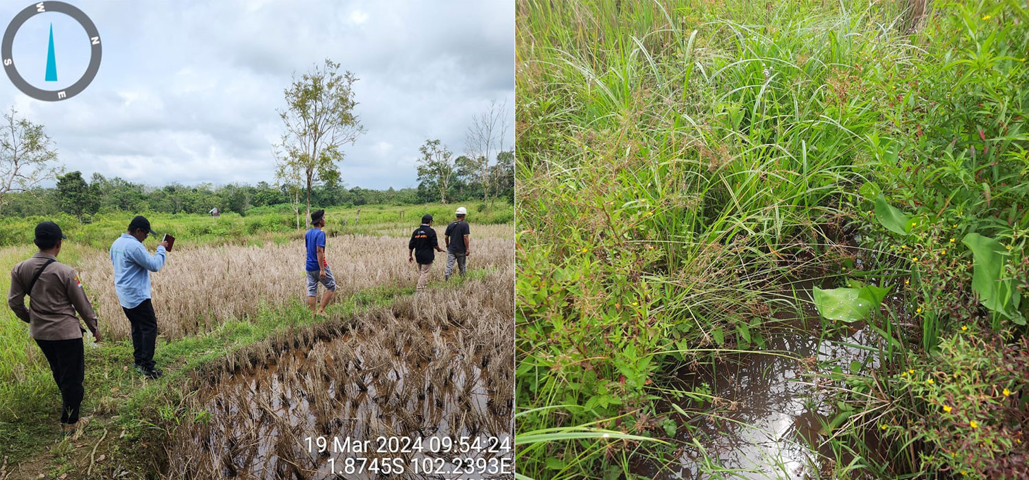 Berita BRMP Jambi - Potensi Perluasan Areal Tanam Baru di Seling, Merangin